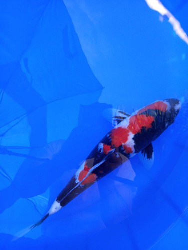 SUPER MONSTER SHOWA | Walker Koi