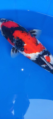 SHOWA,DAINICHI SUPERMONSTER | Walker Koi