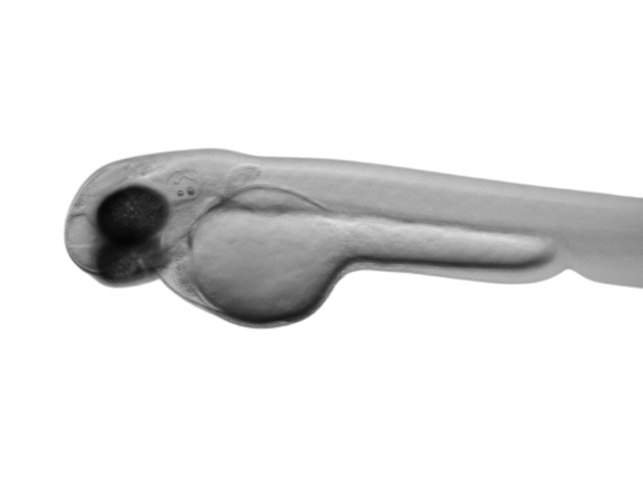 Mayank Chugh | Harvard, William & Mary, ReForm Lab