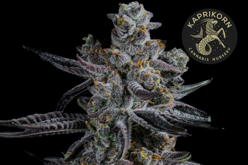 Apple Tartz | kaprikorn