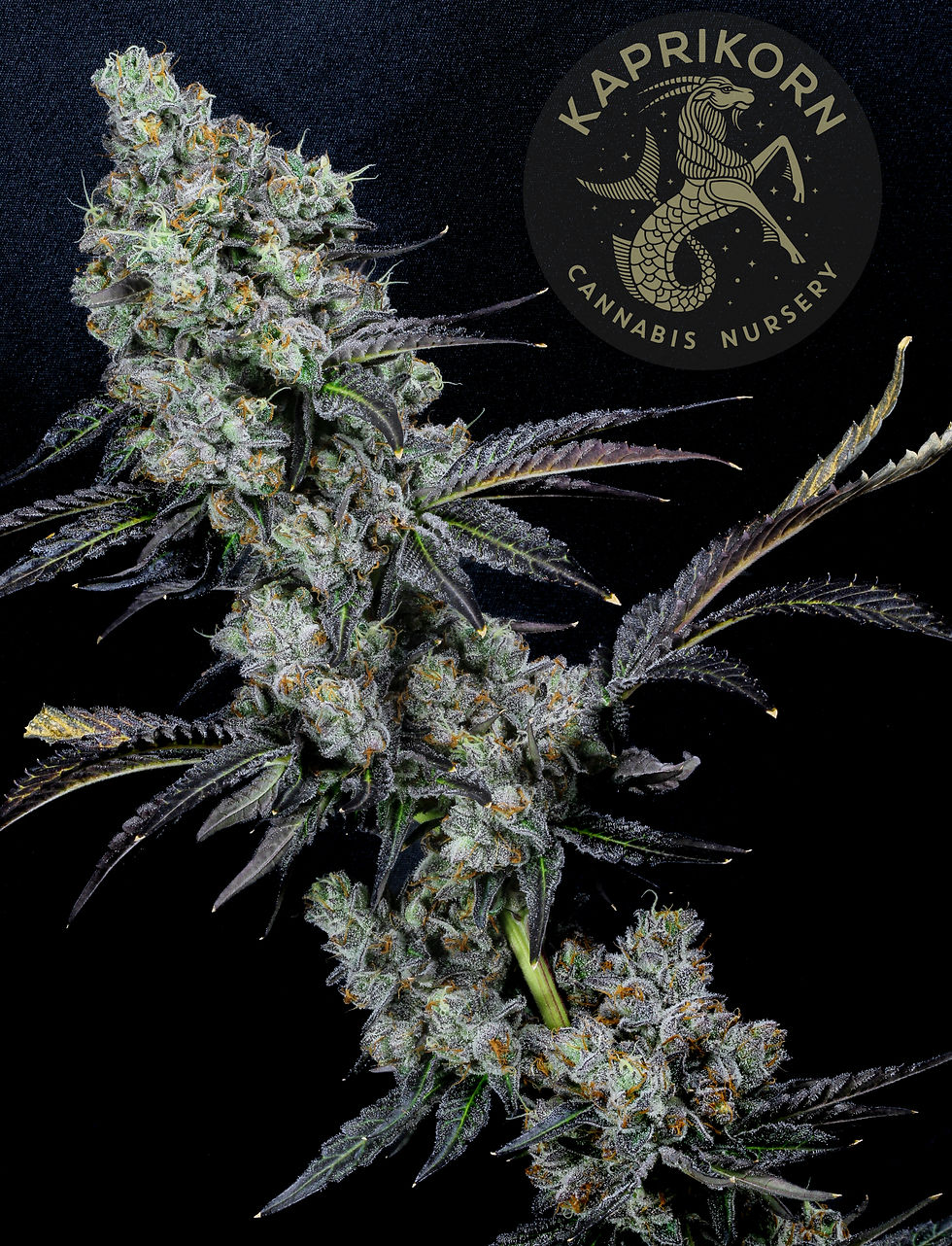 Purple Milk | kaprikorn