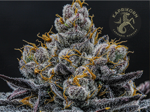 Lemon Pastries | kaprikorn