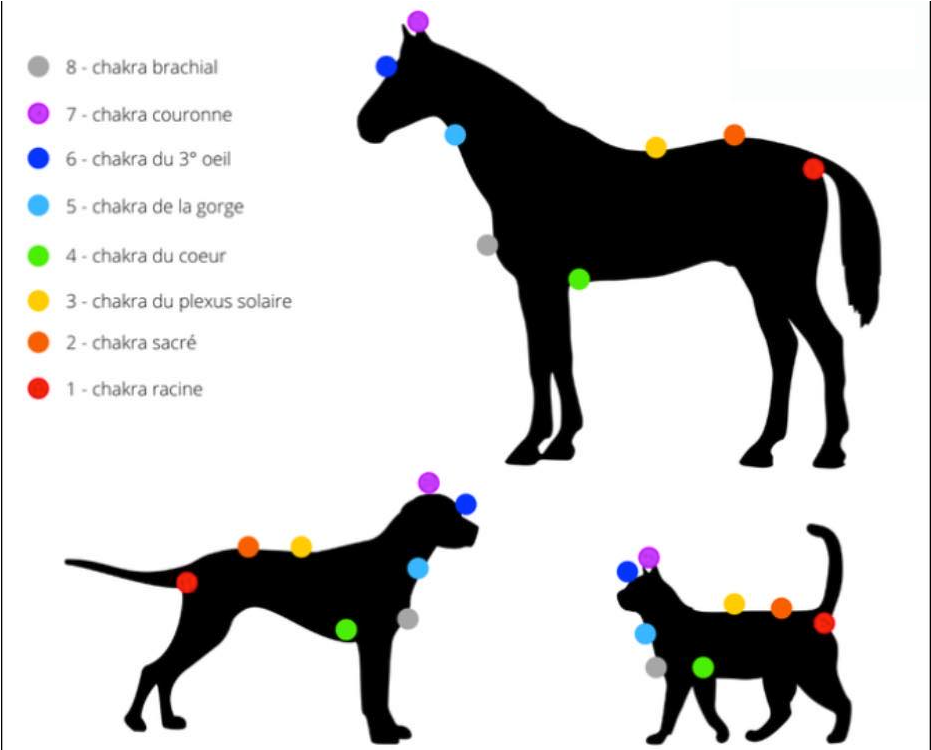Les chakras des animaux