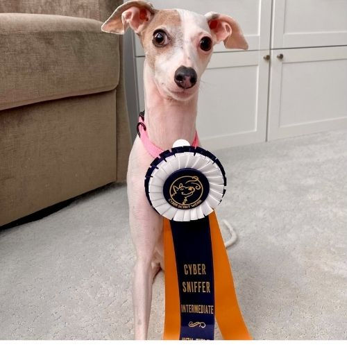 Home | Cyber Scent Work, Inc.