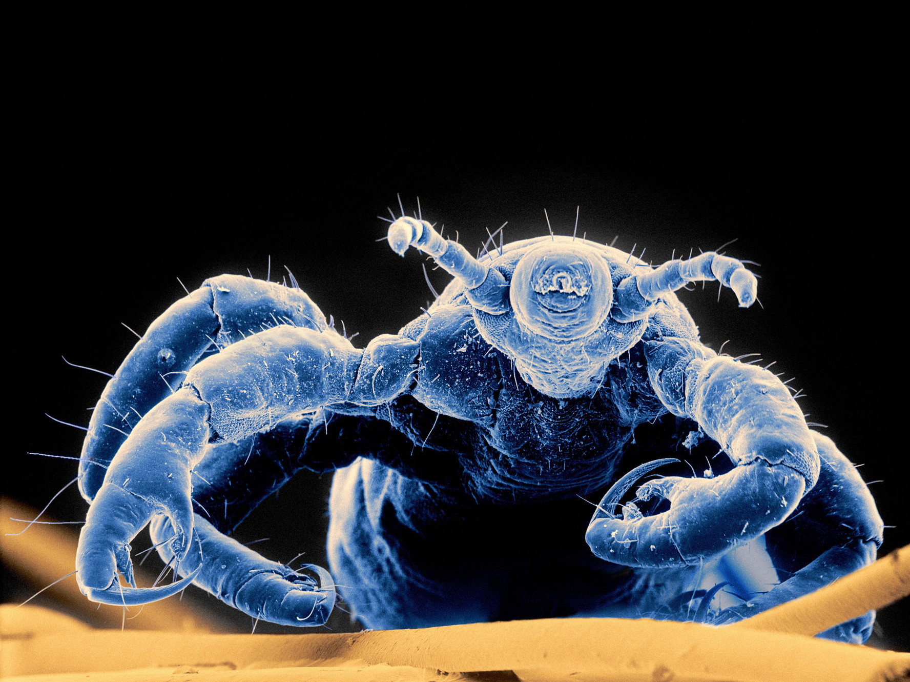 Insect Testing | Insect Research and Development | Cambridge