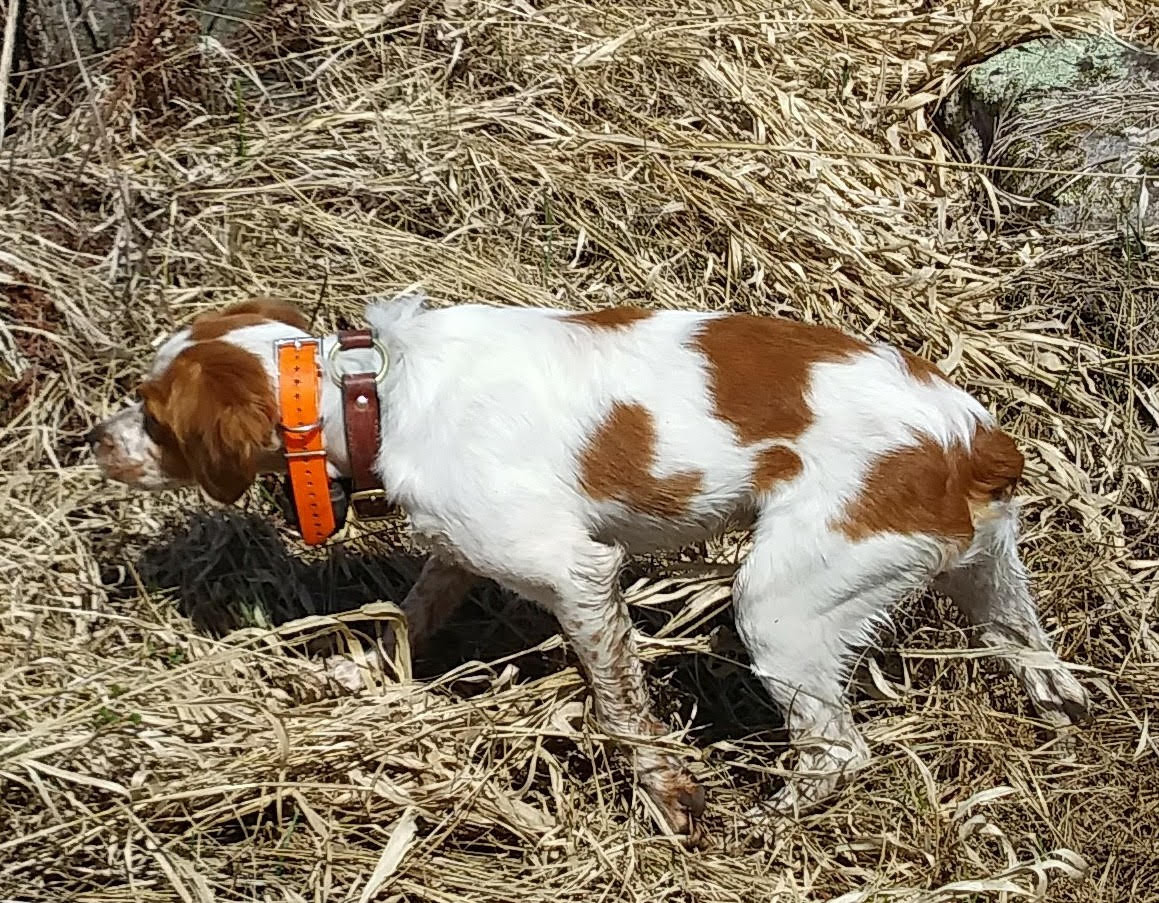 Breton Dog Breeder | Perry Creek Bretons | United States