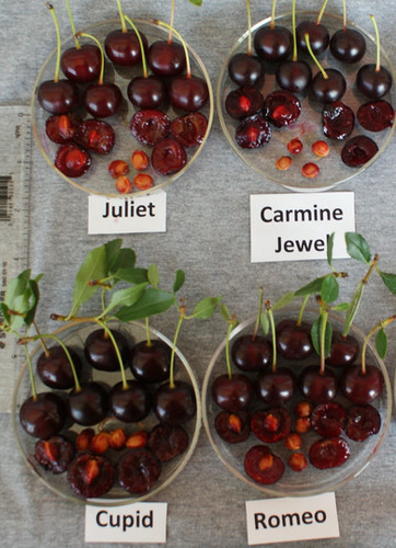 Cupid Cherry | Dieter Martin