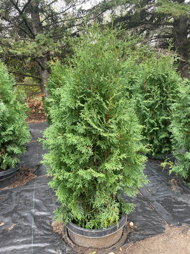 'Skybound' Cedar | Dieter Martin