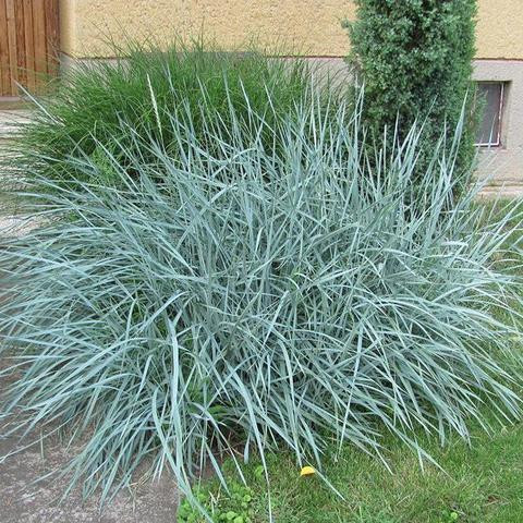 Blue Dune Grass | Dieter Martin