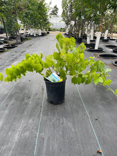 Beta Grape | Dieter Martin