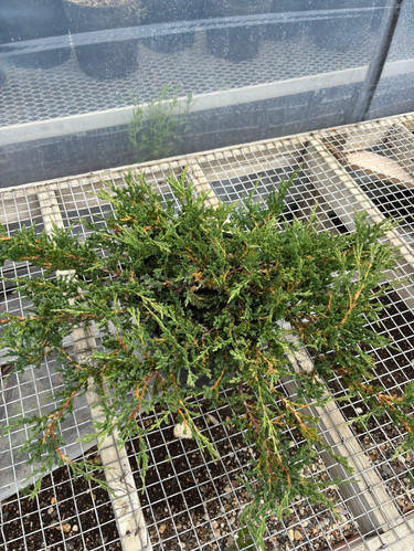 'Prince of Wales' Juniper | Dieter Martin