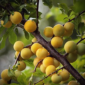 Brookgold Plum | Dieter Martin
