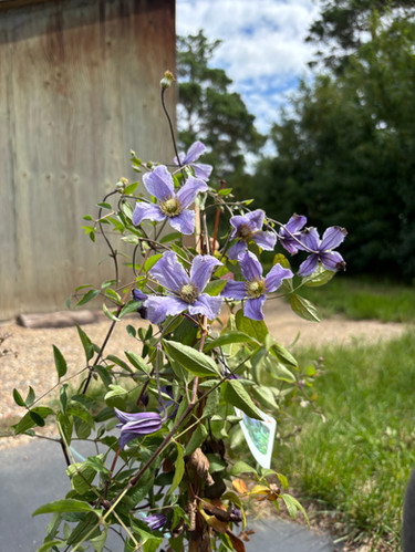 'Blue Boy' Clematis | Dieter Martin