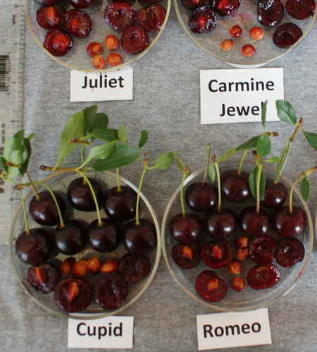 Romeo Cherry | Dieter Martin