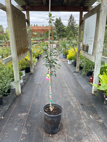 Early Gold Pear | Dieter Martin