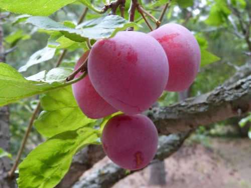 Pembina Plum | Dieter Martin