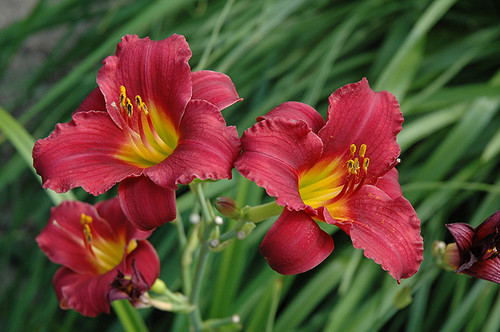 'Ruby Stella' Daylily (Hemerocallis) | Dieter Martin