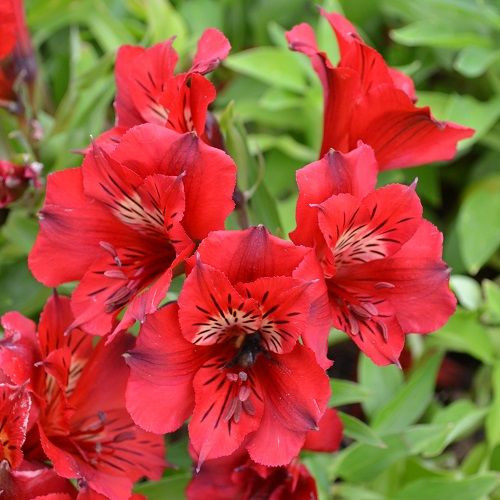 Alstroemeria Kate | Dieter Martin