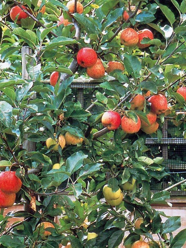 Red Sparkle Apple | Dieter Martin