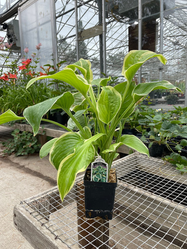 'Frozen Margarita' Hosta | Dieter Martin