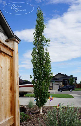 Parkland Pillar Birch | Dieter Martin