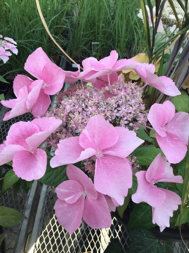 Game Changer Pink Hydrangea (ANNUAL) | Dieter Martin