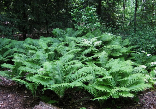 Native Fern | Dieter Martin