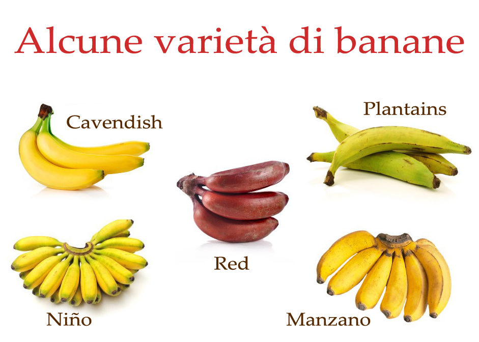 La banana: storia e virtù di un frutto popolare ma poco conosciuto