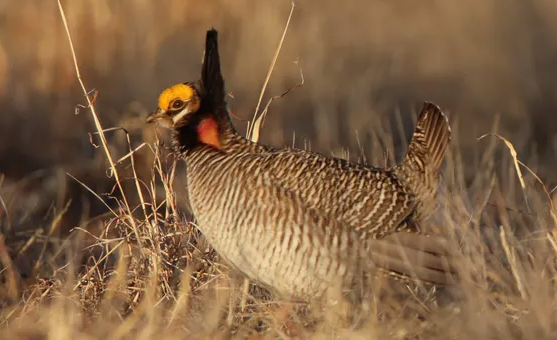 Texas Hornshell Mussel | CEHMM