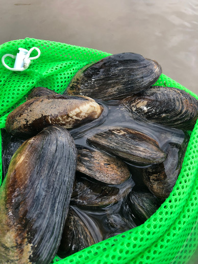 Texas Hornshell Mussel | CEHMM