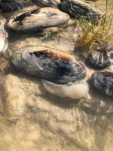 Texas Hornshell Mussel | CEHMM