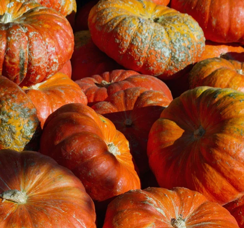 Pumpkin - Cinderella (seeds) | Backyard Gardener