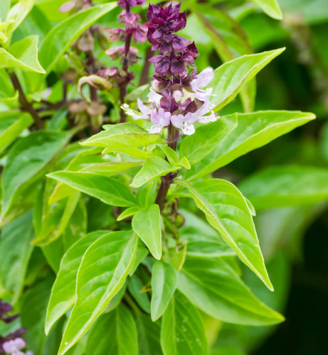 Basil, Cinnamon- Mexican Basil (seeds) | Backyard Gardener