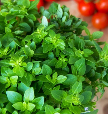 Oregano - Italian (seeds) | Backyard Gardener