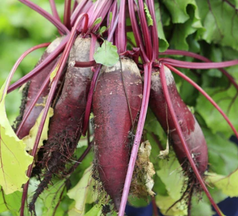 Beet - Cylindra (seeds) | Backyard Gardener