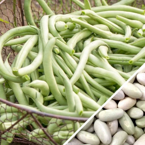 Bean, Bush - Jade (seeds) | Backyard Gardener