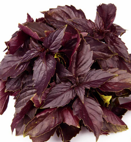 Basil, Red Velvet Leaf (seeds) | Backyard Gardener
