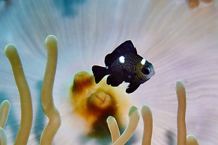 Diving | Afro Divers | Pemba Island | PADI Diving Center