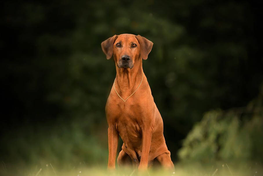 Accueil | Rhodesian Ridgeback Club de France