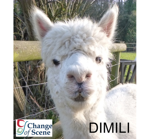 Sponsor an animal - Dimili | Change of Scene