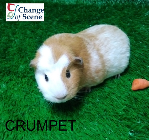 Sponsor an Animal - Crumpet | Change of Scene