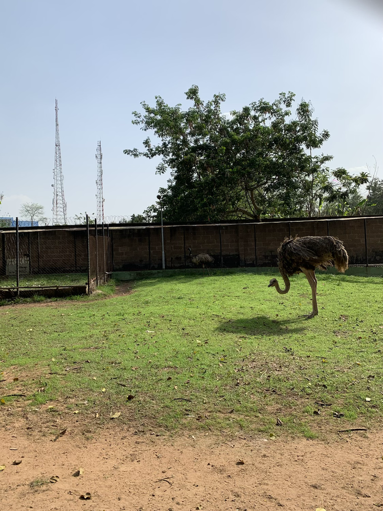 What's new at UI zoo?