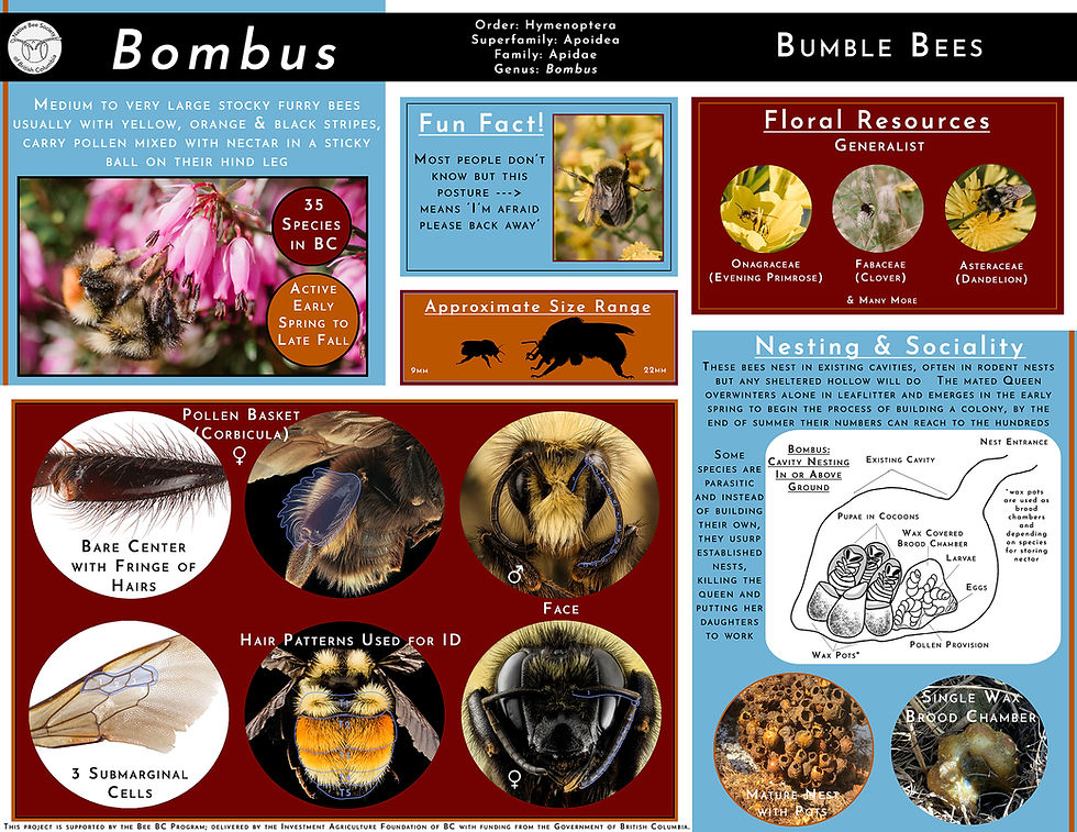 Native Plants for BC Bees | NBSBC