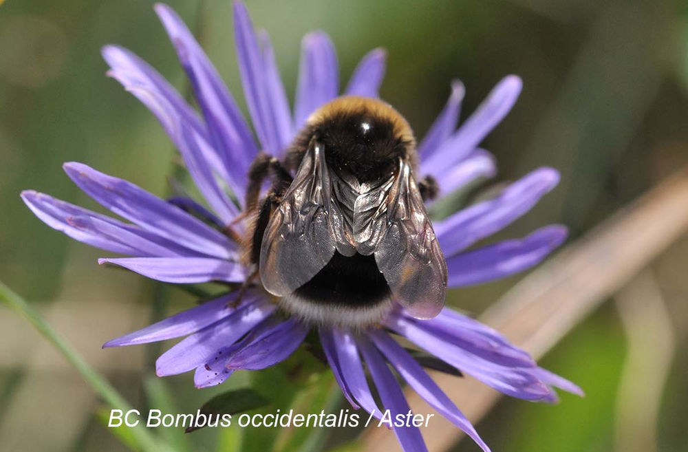 Quarterly Newsletter for the Native Bee Society of British Columbia