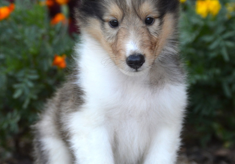 Puppies | Cook's Collies