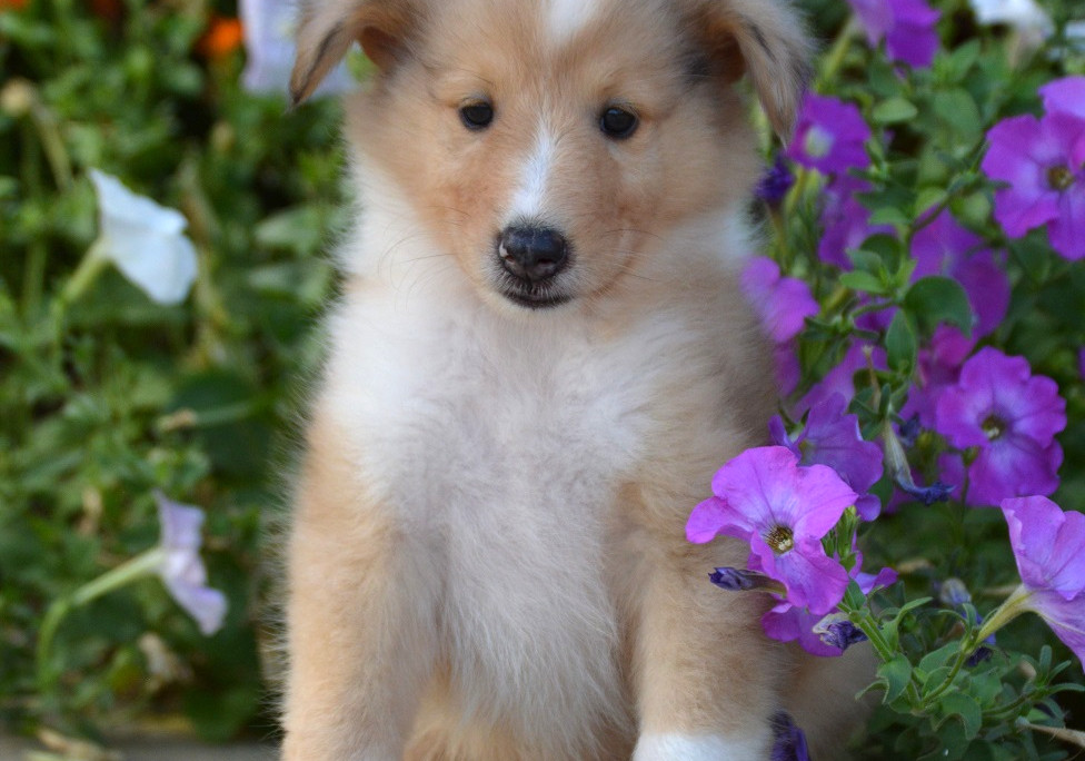 Puppies | Cook's Collies