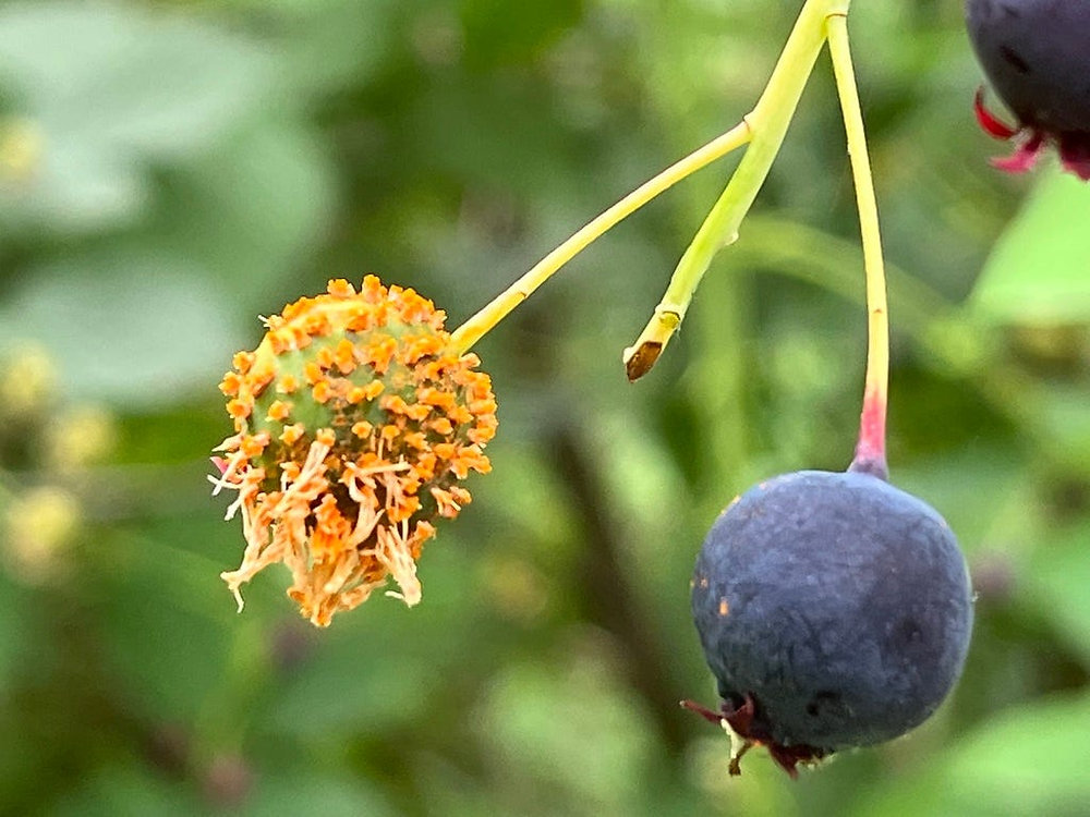 Serviceberry rust - Gymnosporangium spp.