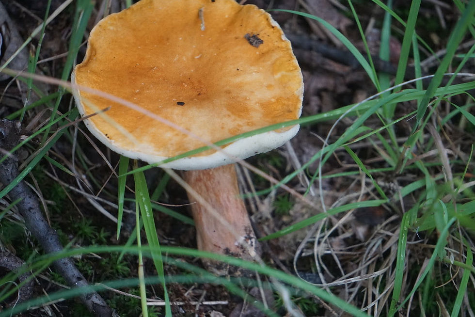 Chestnut Bolete - Gyroporus castaneus