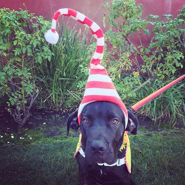 Baloo aka Mr Elf :)