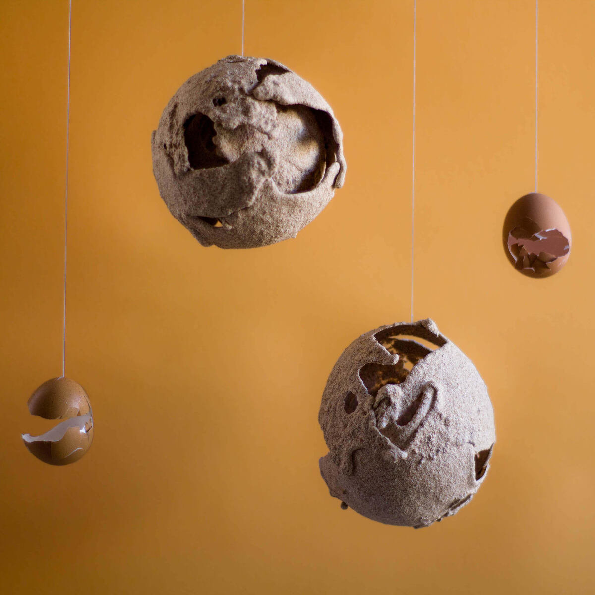 Sofia Perales , Egg-Shield